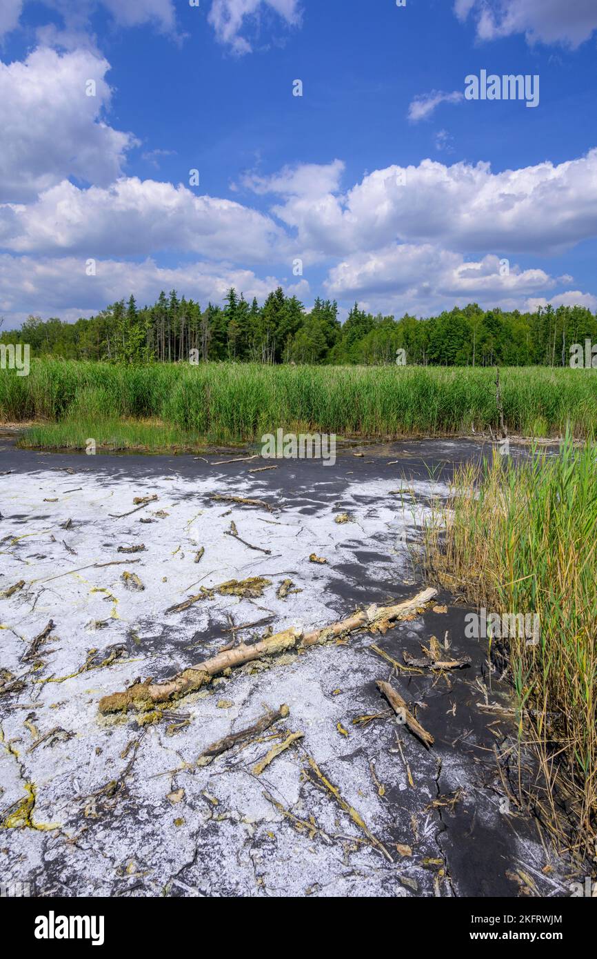 Soos Mineral Moor, Skalná, Karlovarský kraj, Czech Republic, Europe ...