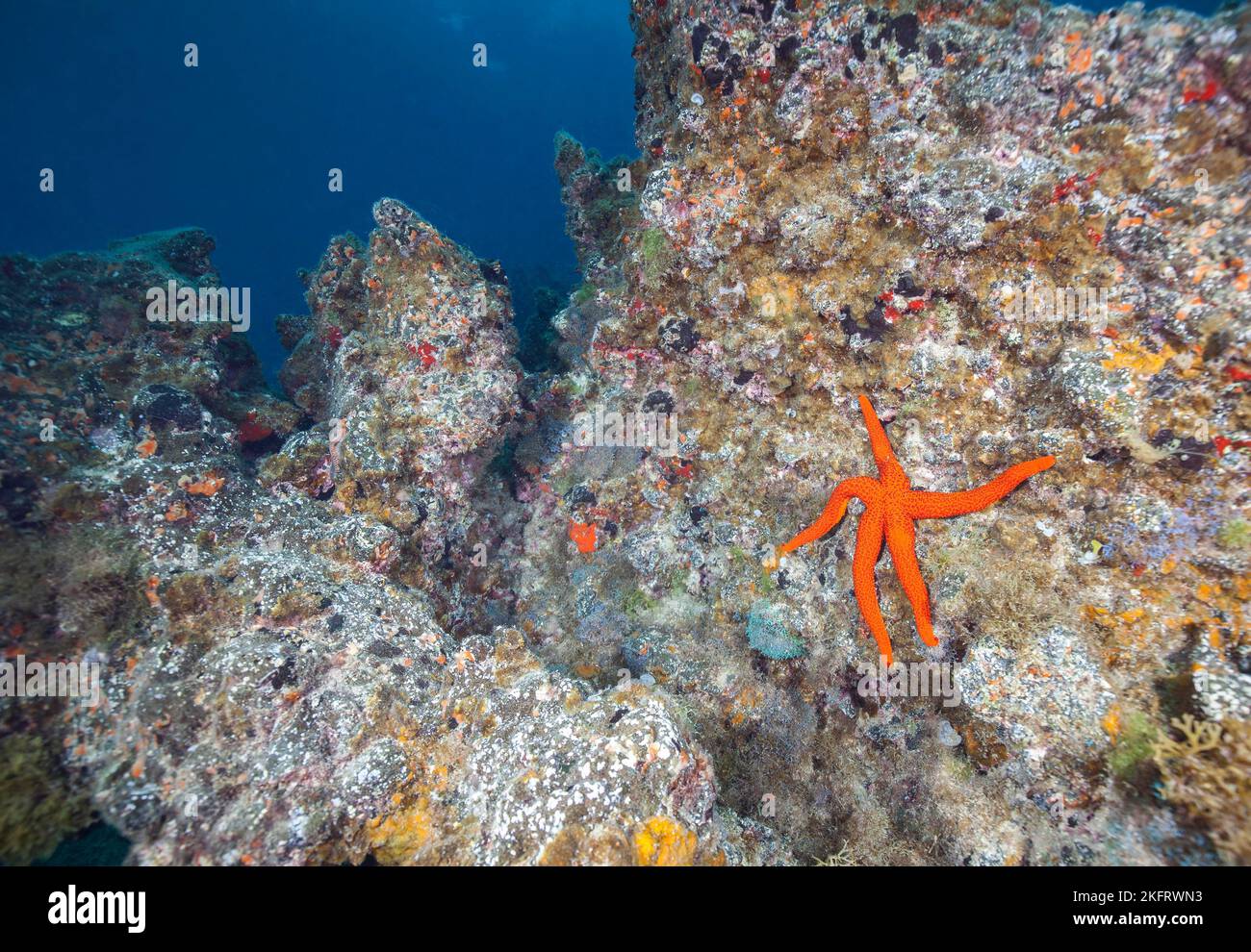 Mediterranean red sea star (Echinaster sepositus) in reef, Lanzarote ...