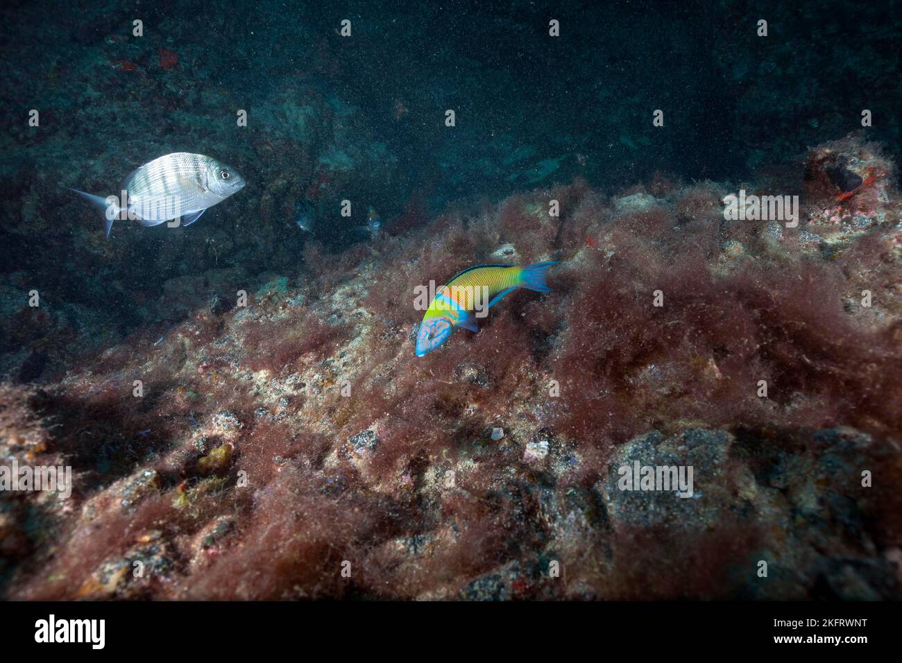 Ornate wrasse (Thalassoma pavo) and White seabream (Diplodus sargus ...