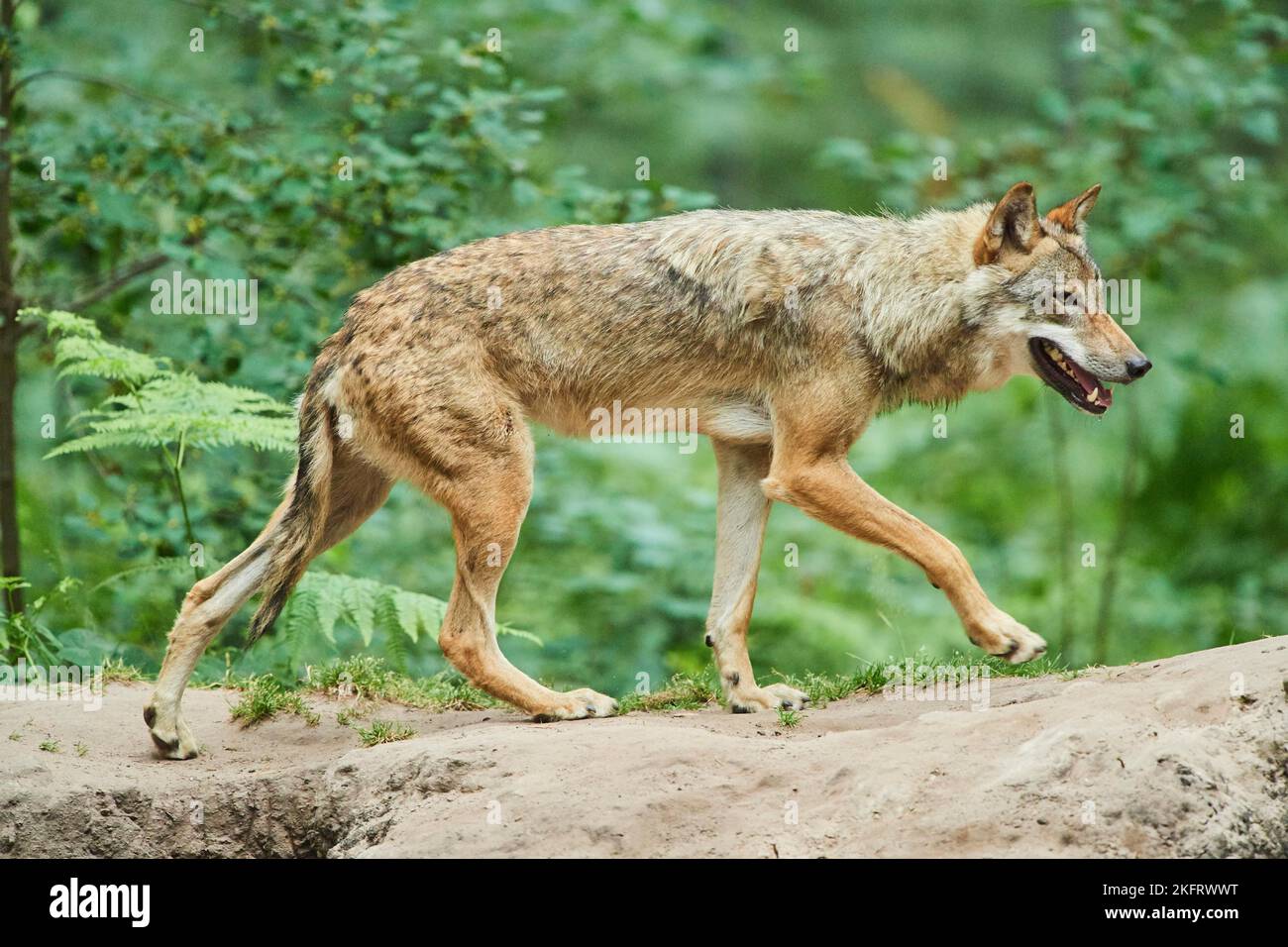 Eurasian wolf (Canis lupus lupus) walking over a rock in a forest ...