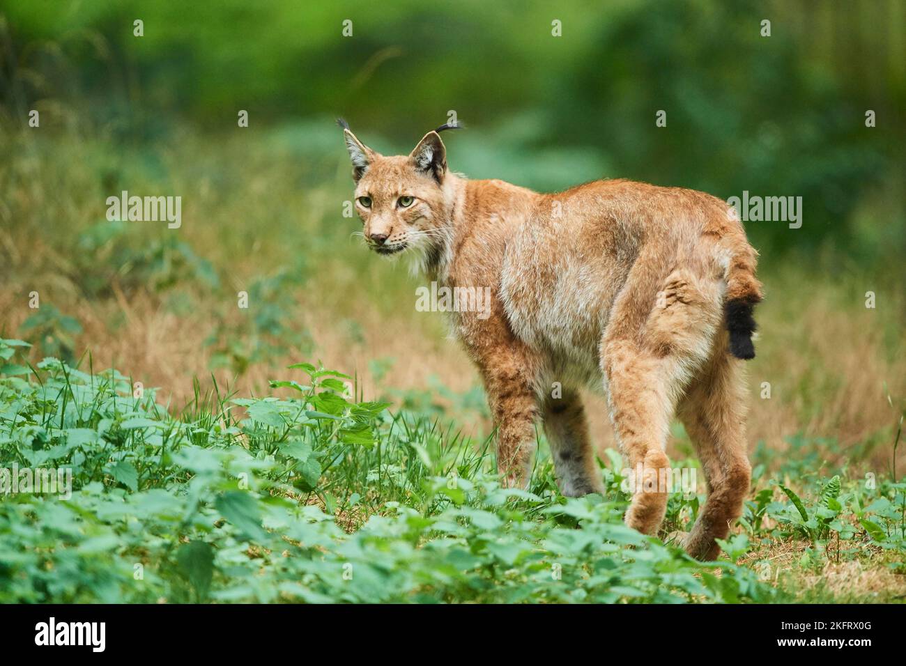 Eurasian lynx (Lynx lynx) in the forest, Hesse, Germany, Europe Stock ...
