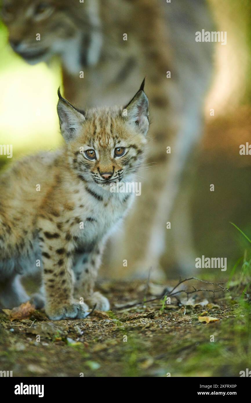 Eurasian lynx (Lynx lynx) youngster in the forest, Bavaria, Germany ...