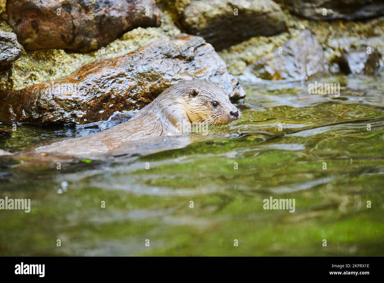 Eurasian otter (Lutra lutra), in the water, Bavaria, Germany, Europe ...