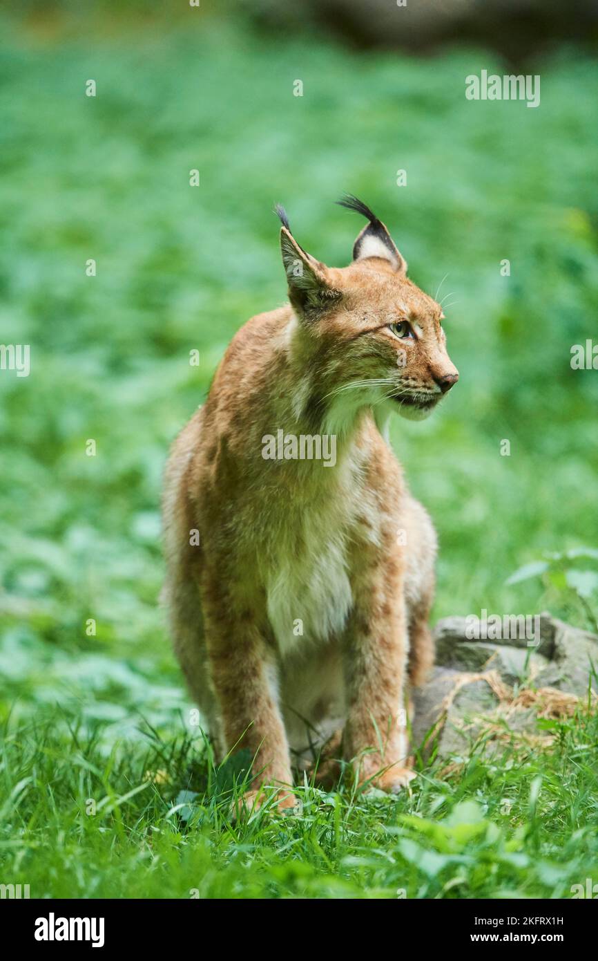 Eurasian lynx (Lynx lynx) in the forest, Hesse, Germany, Europe Stock ...