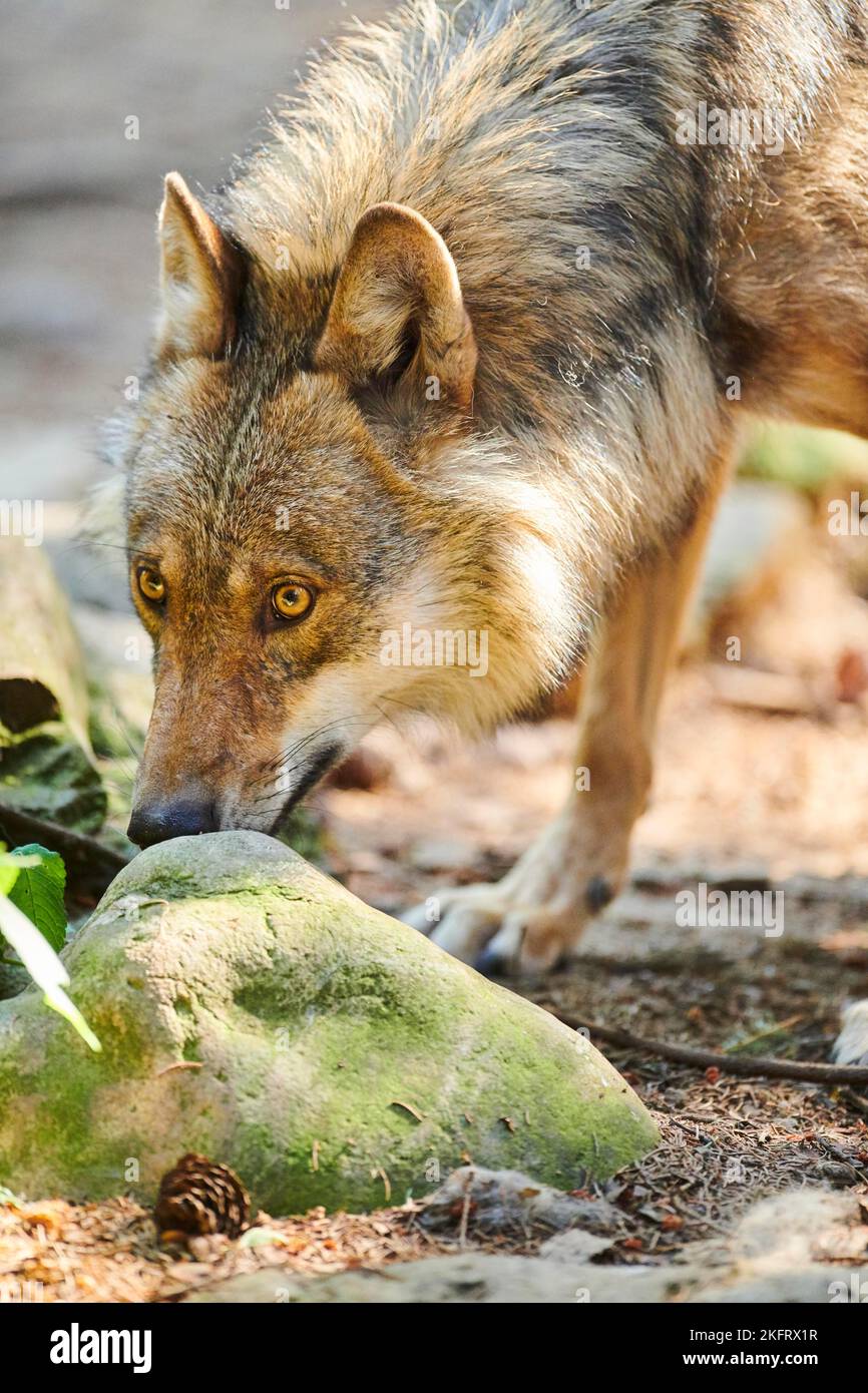Eurasian wolf (Canis lupus lupus), portrait, in a forest, Hesse ...