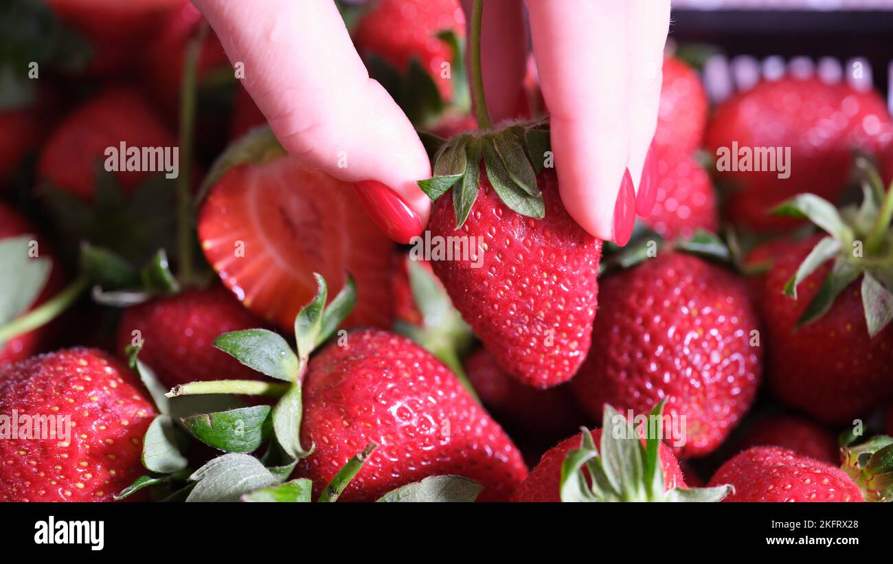 Close up hand picking strawberry hi-res stock photography and images ...