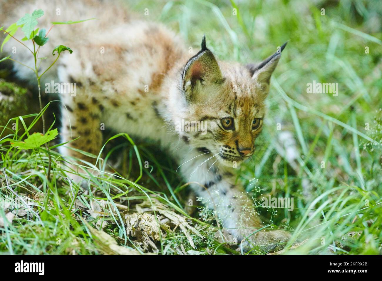 Eurasian lynx (Lynx lynx) youngster in the forest, Bavaria, Germany ...
