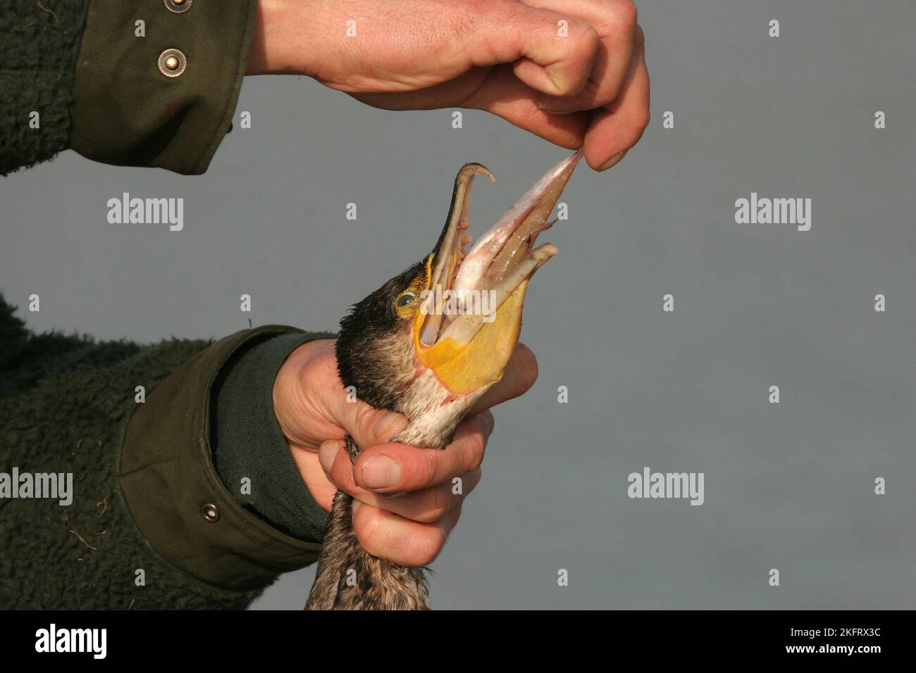 Hunter pulling half-digested fish from the neck of a shot great ...