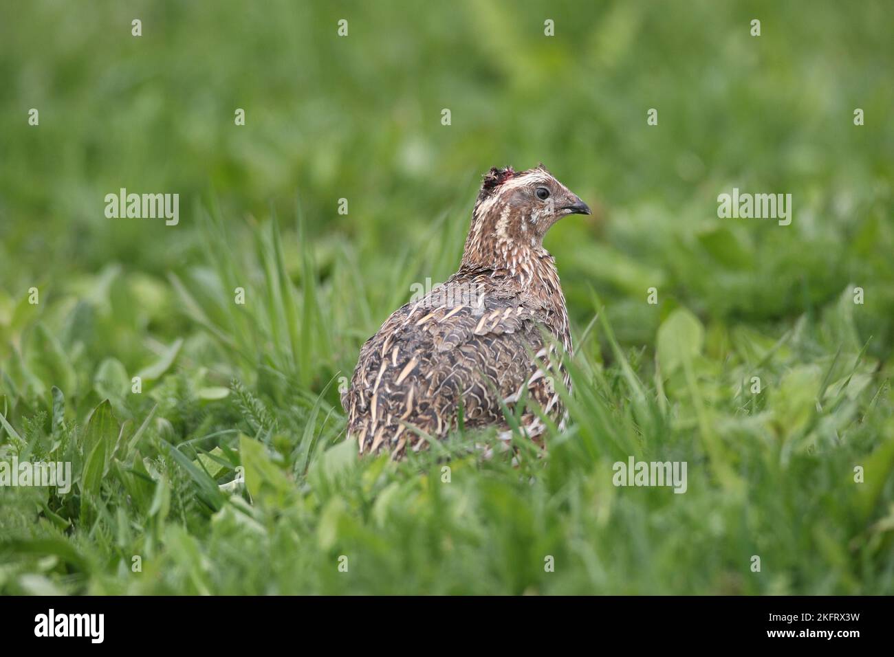 Common quail (Coturnix coturnix) with head injury in meadow, Lower ...