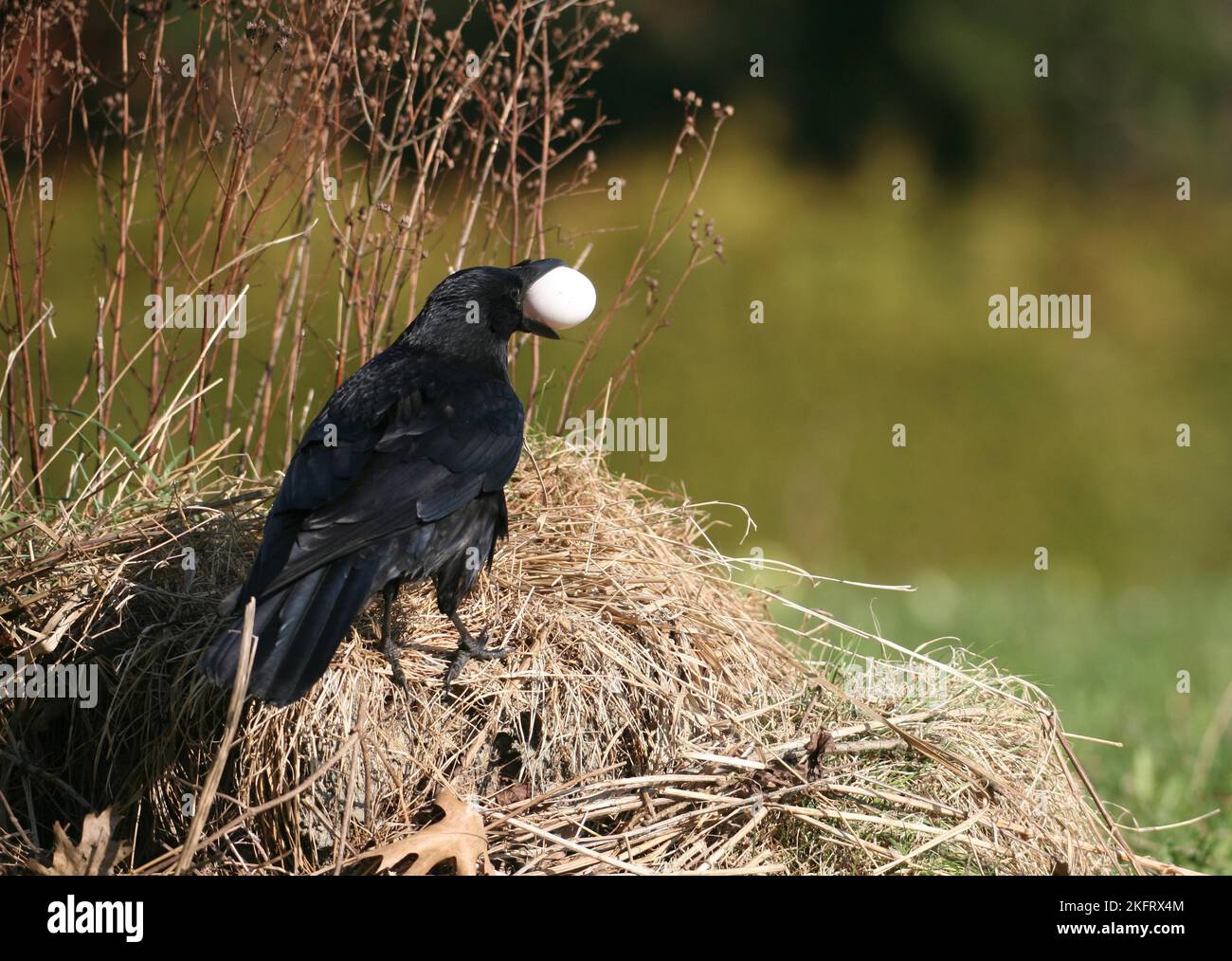 Carrion crow (Corvus corone) retrieves egg from a duck nest, Allgäu ...