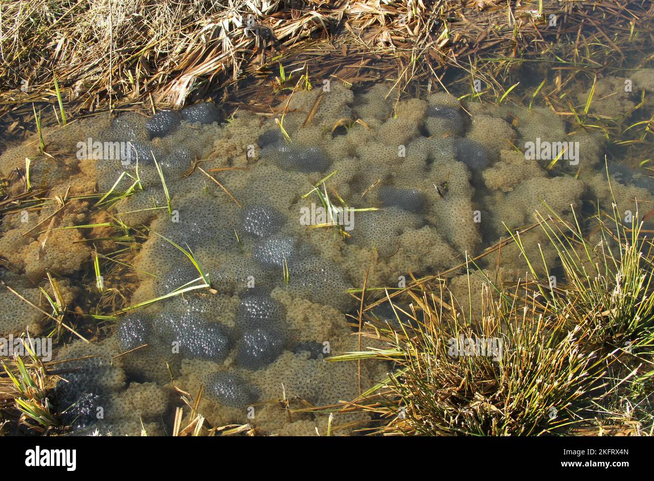 Common frog (Rana temporaria) spawn balls in a ditch, Allgäu, Bavaria, Germany, Europe Stock ...