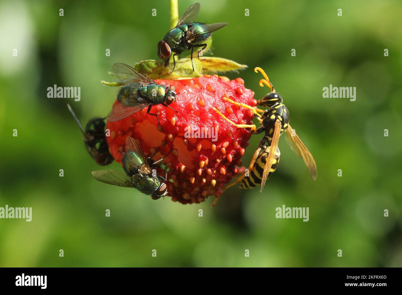 Common green bottle flies (Lucilia sericata) and social wasp (Vespidae ...