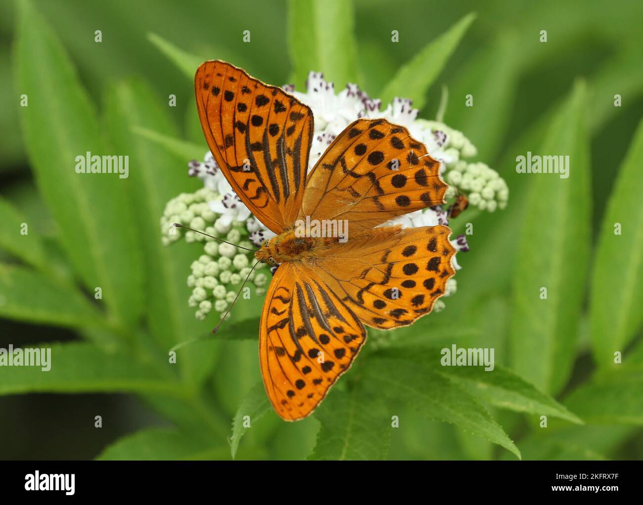 Butterfly, silver-washed fritillary (Argynnis paphia) on the flower of ...