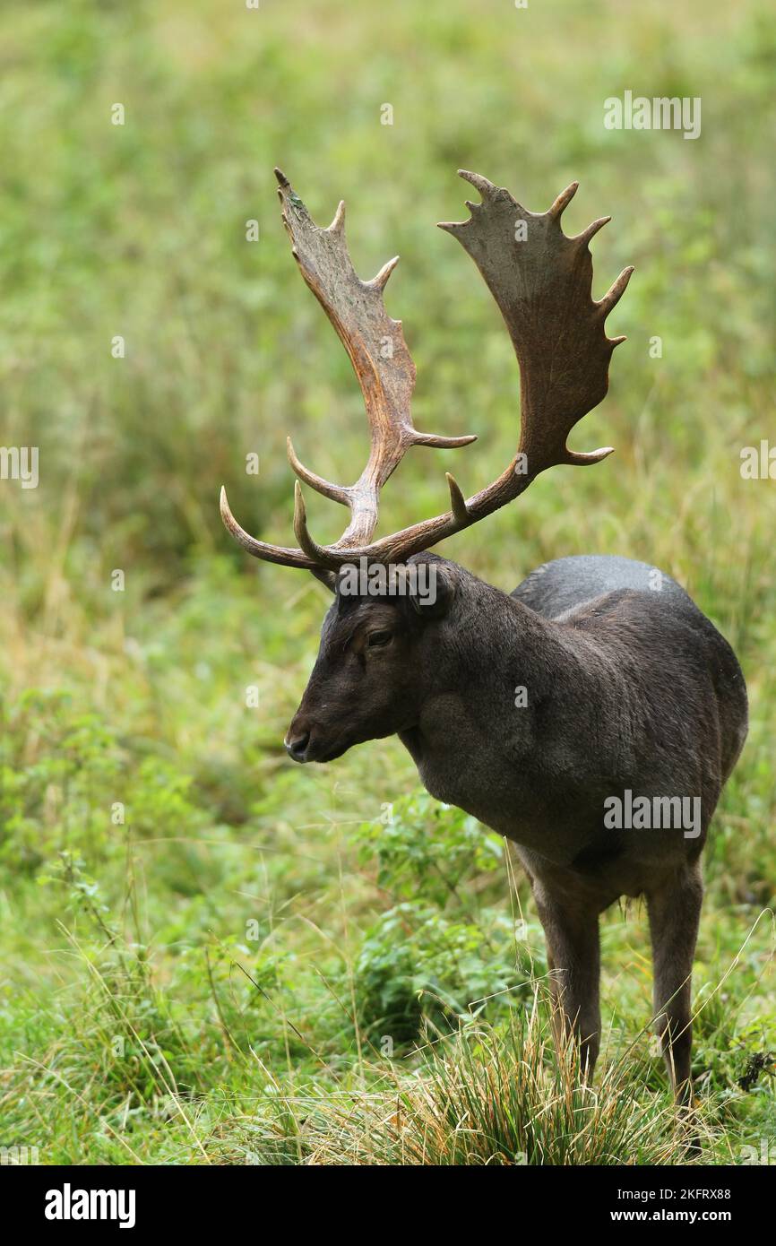 Fallow deer (Dama dama) black stag during the rut, Allgäu, Bavaria ...