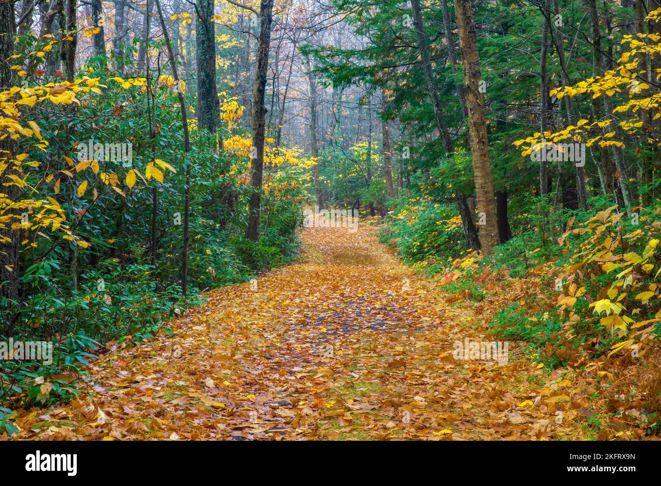 A wooded road in autumn at High Point State Park, New Jersey Stock ...