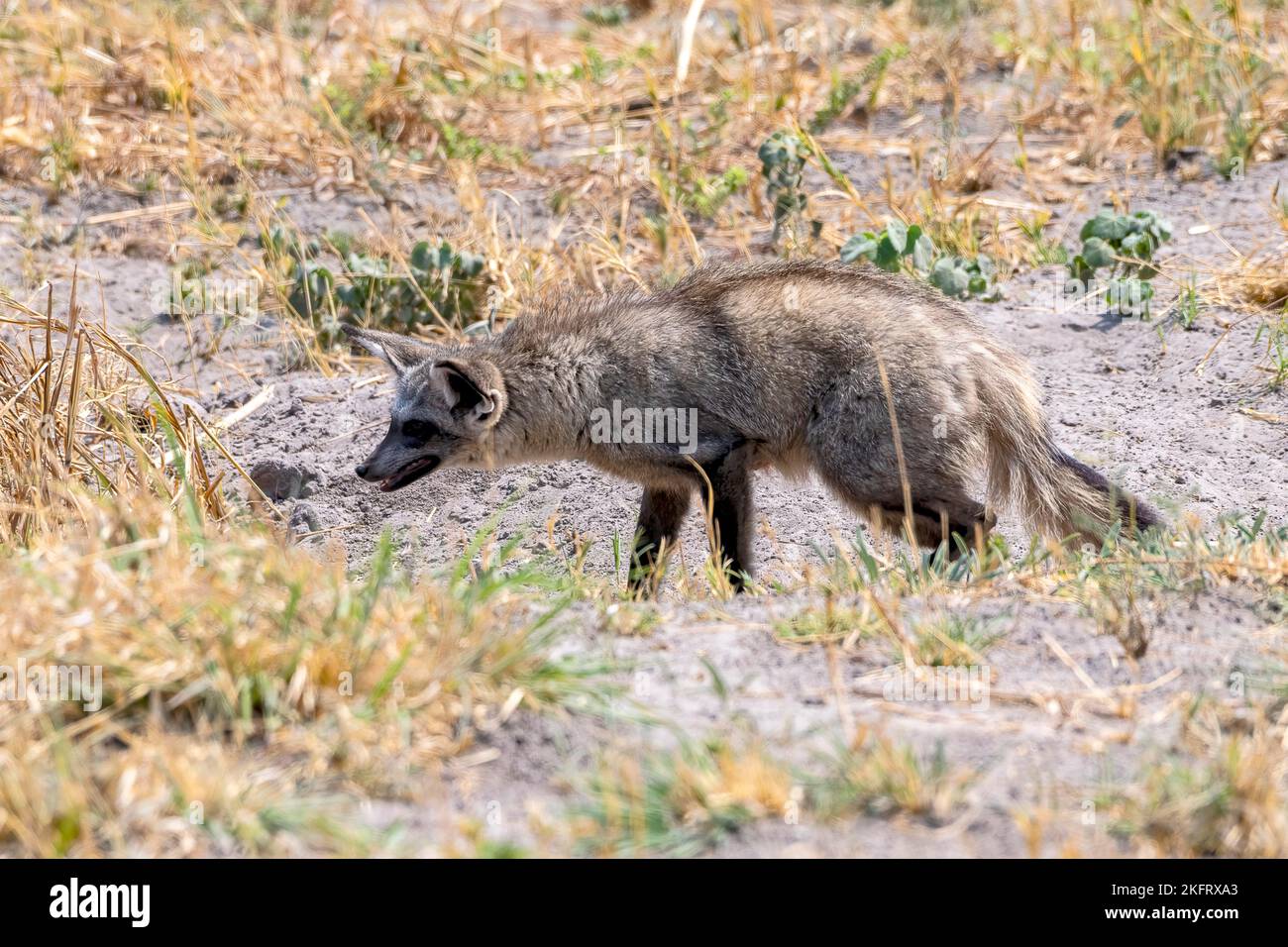Spoon dog, also spoon fox, bat-eared fox (Otocyon megalotis), Savuti ...