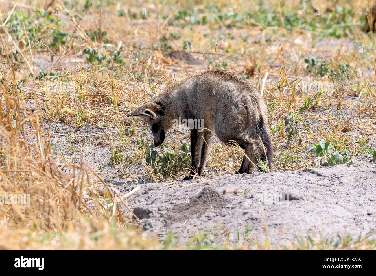 Spoon dog, also spoon fox, bat-eared fox (Otocyon megalotis), Savuti ...