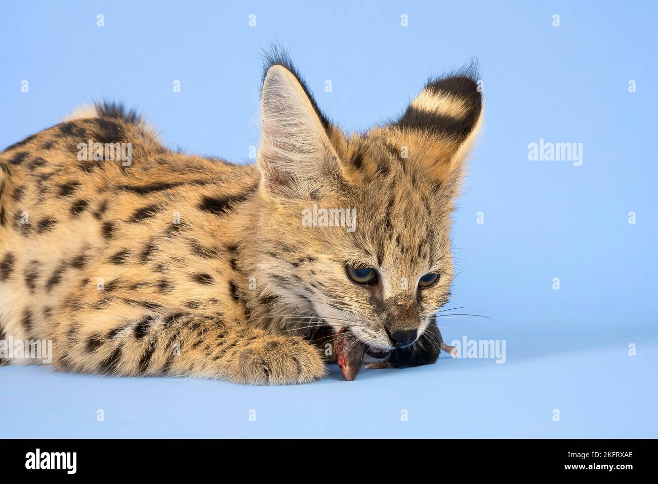 Serval (Leptailurus serval), eats mouse, juvenile, 17 weeks, captive ...
