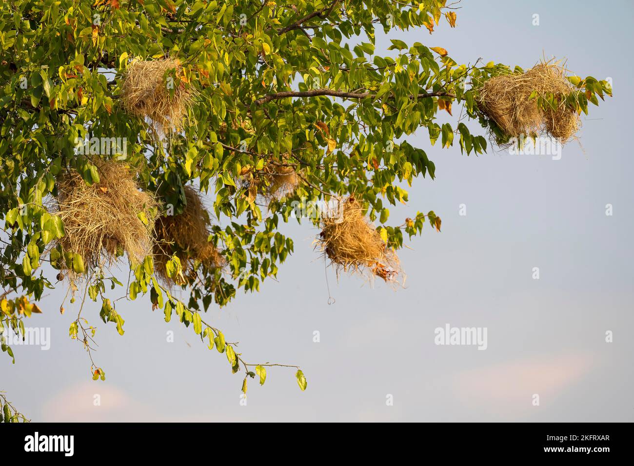 Adansonia digitata bird hi-res stock photography and images - Alamy