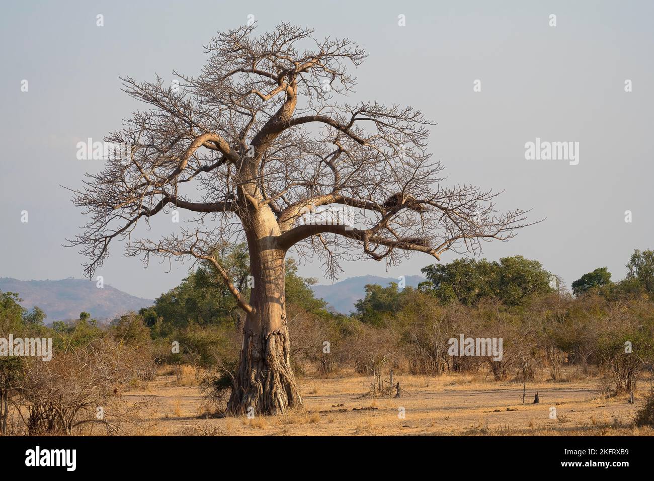 Baobab tree, also African baobab (Adansonia digitata), South Luangwa ...