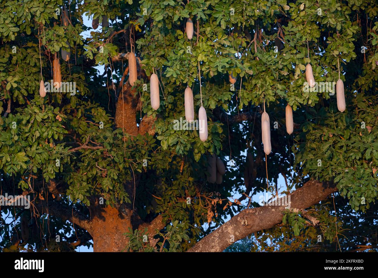 Kigelia (Kigelia africana), fruits, detail, South Luangwa, Zambia ...
