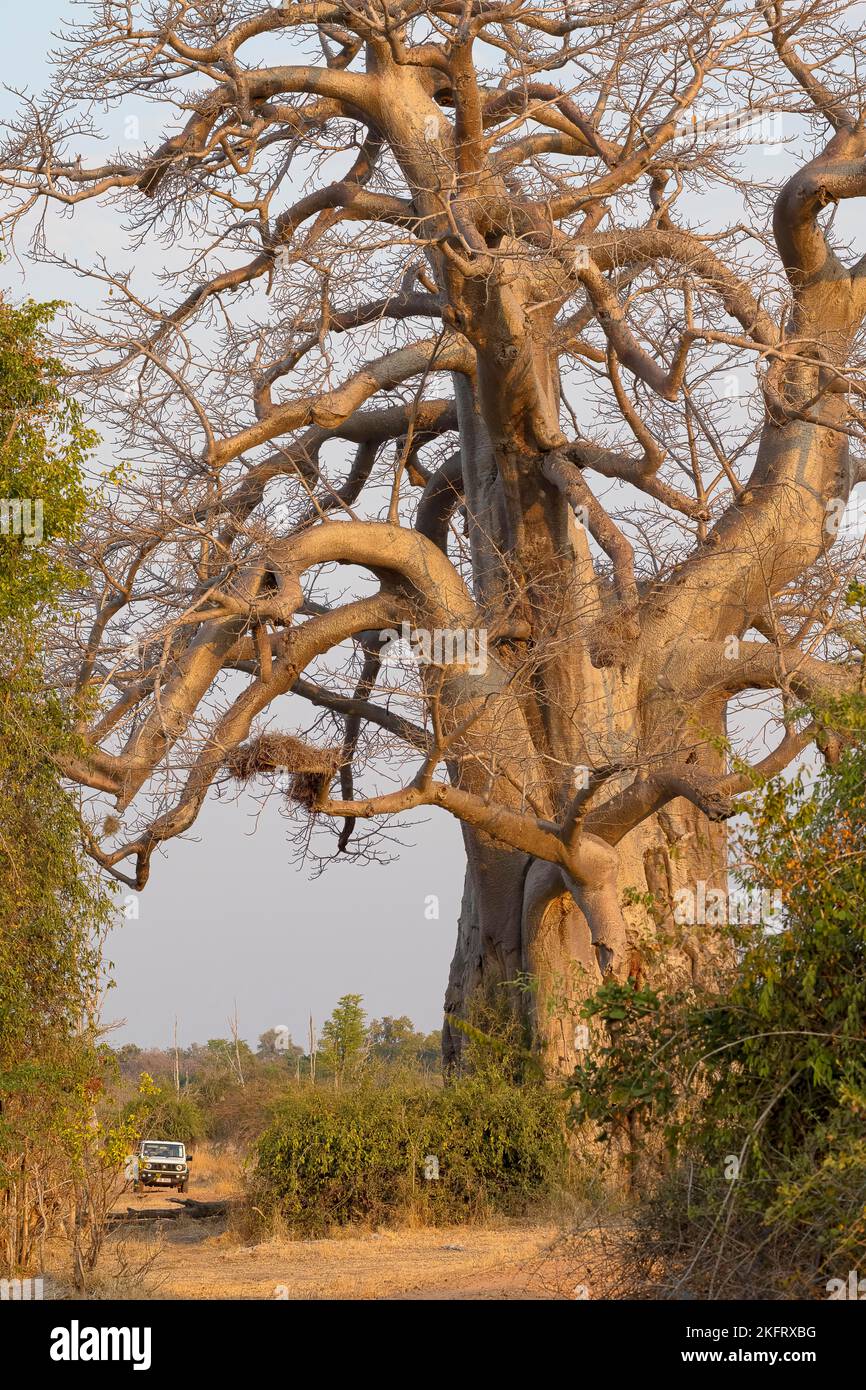 Baobab tree, also African baobab (Adansonia digitata), size comparison ...