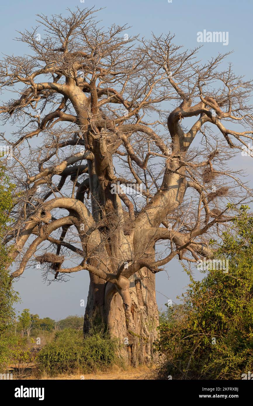 Baobab tree, also African baobab (Adansonia digitata), nests of weavers ...