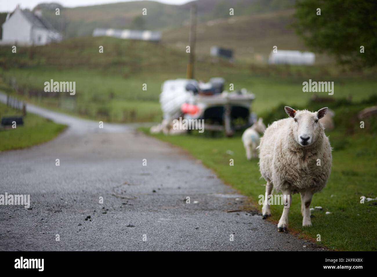 A Cute North Country Cheviot sheep in a meadow Stock Photo - Alamy