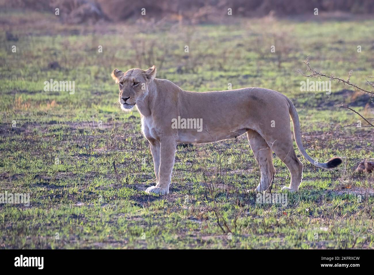 Lion (Panthera leo), lioness, female, backlight, Savuti, Chobe National ...