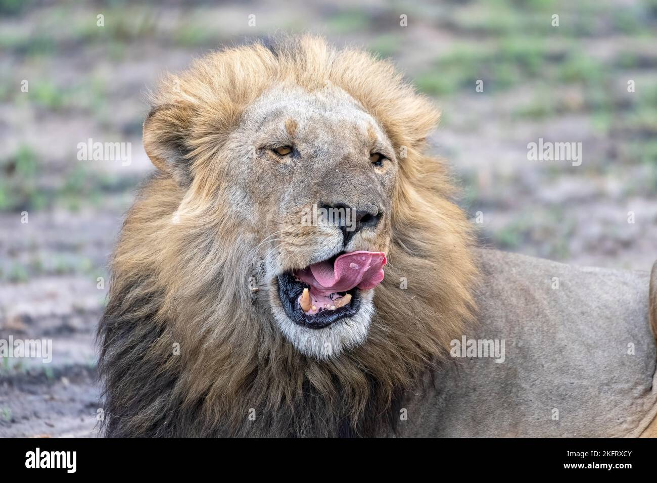 Lion (Panthera leo), male, animal portrait, licking his snout, Savuti ...