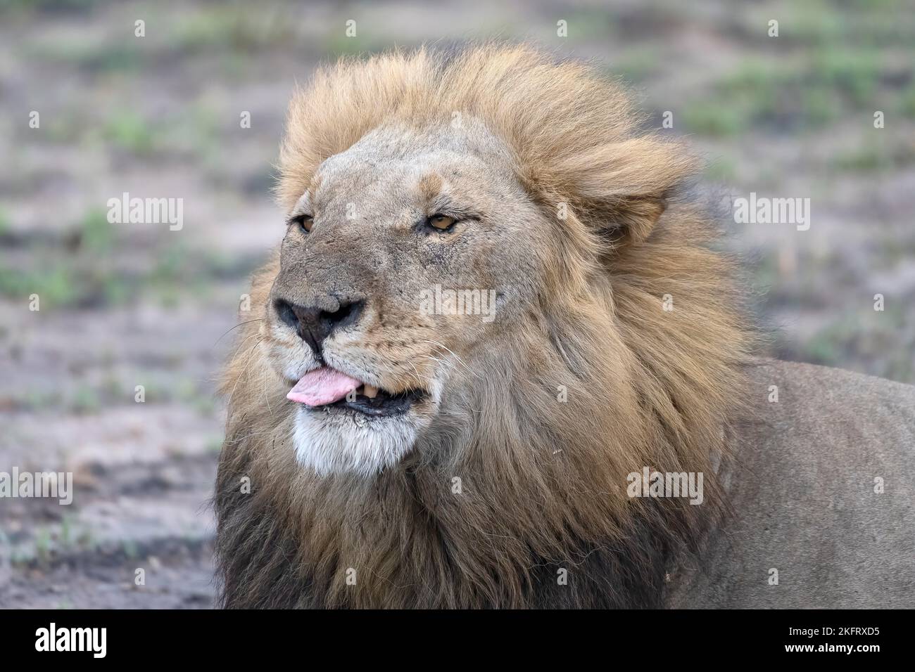 Lion (Panthera leo), male, animal portrait, showing tongue, Savuti, Chobe National Park ...