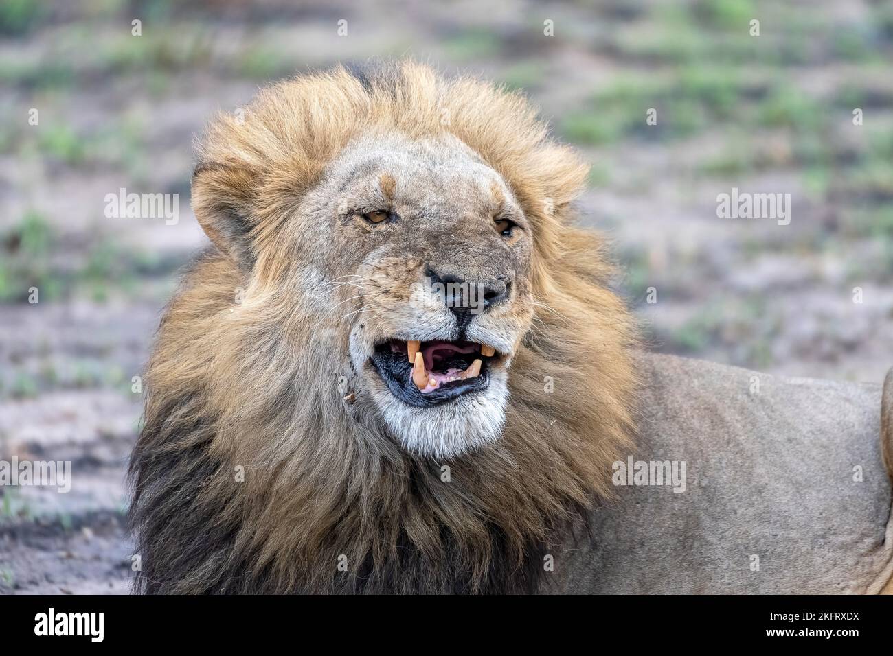 Lion (Panthera leo), male, animal portrait, showing teeth, Savuti ...