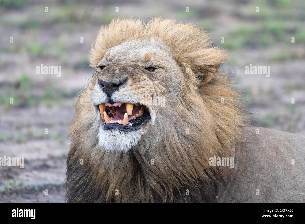 Lion (Panthera leo), male, animal portrait, rising teeth, Savuti, Chobe ...