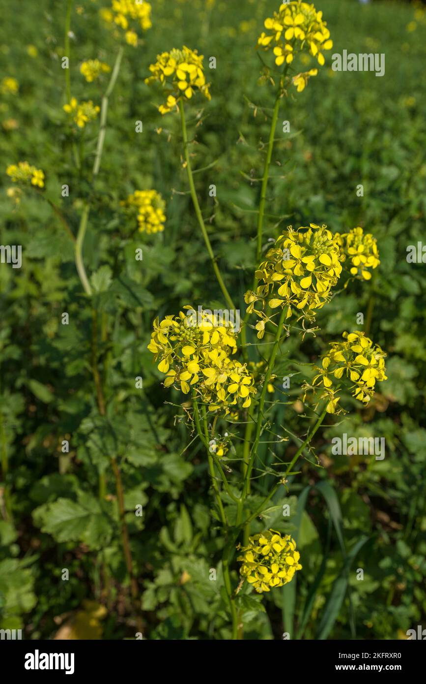 Flowers of wild mustard (Sinapis arvensis), Bavaria, Germany, Europe ...
