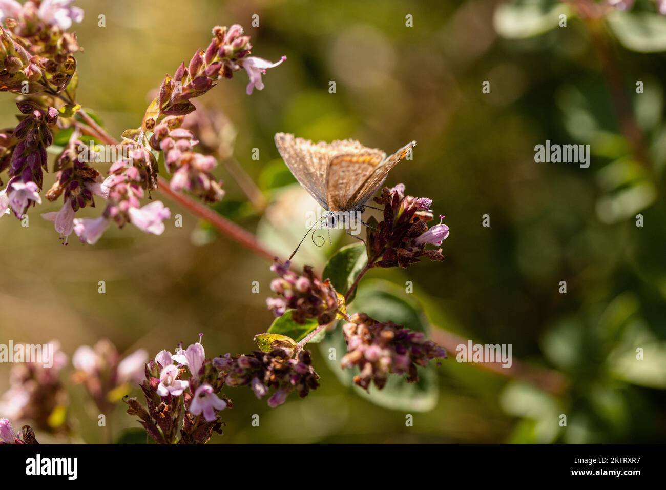 Sunflower blue sits with curled proboscis on oregano flower Stock Photo ...