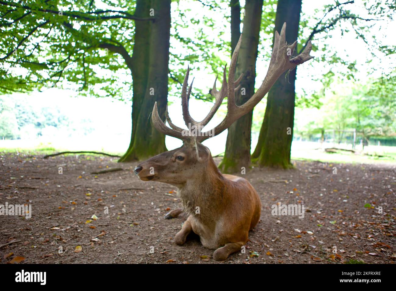 Disturbed environment hi-res stock photography and images - Alamy