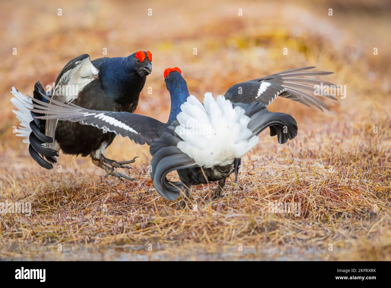 Black Grouse (Tetrao tetrix) male, courtship display, Sweden, Europe ...