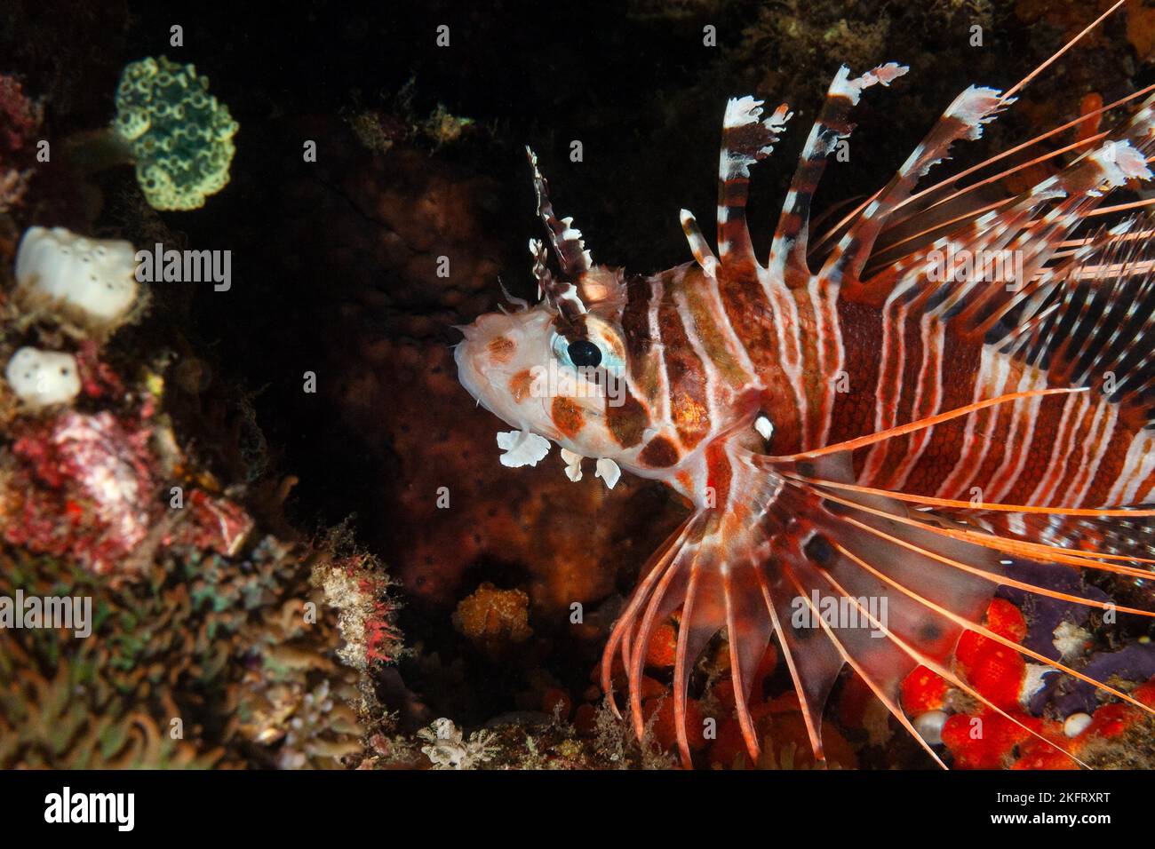Close to an Indian lionfish Stock Photo - Alamy