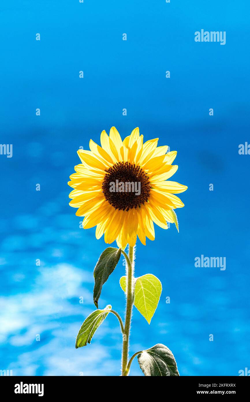 Small sunflower stands out beautifully in the backlight against the ...