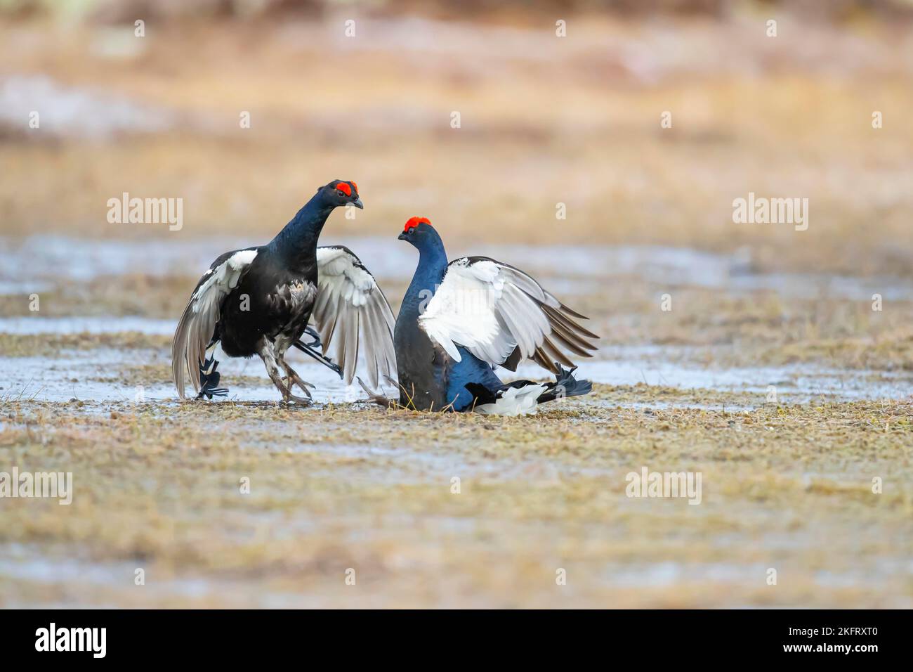 Black Grouse (Tetrao tetrix) male, courtship display, Sweden, Europe ...