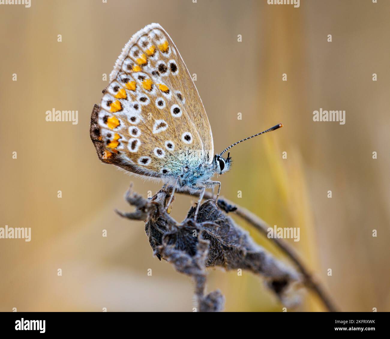 Common blue butterfly (Polyommatus icarus), Germany, Europe Stock Photo ...