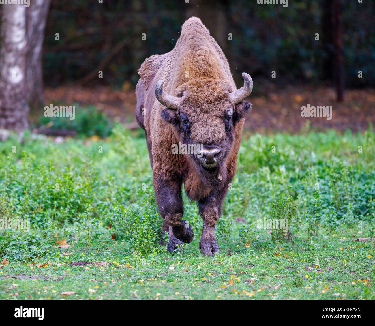 European bison (Bos bonasus), Germany, Europe Stock Photo - Alamy