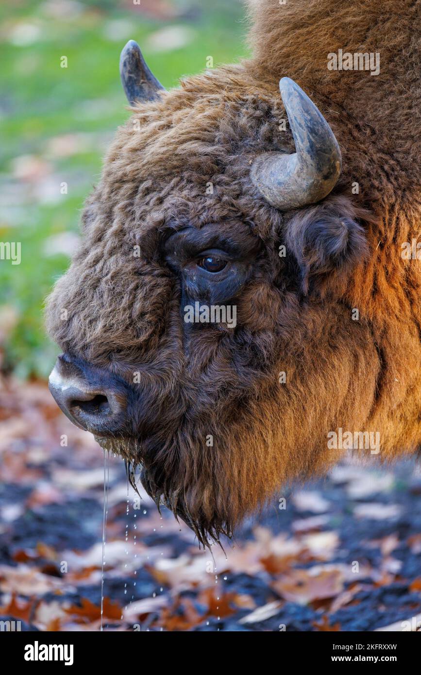 European bison (Bos bonasus), Germany, Europe Stock Photo - Alamy