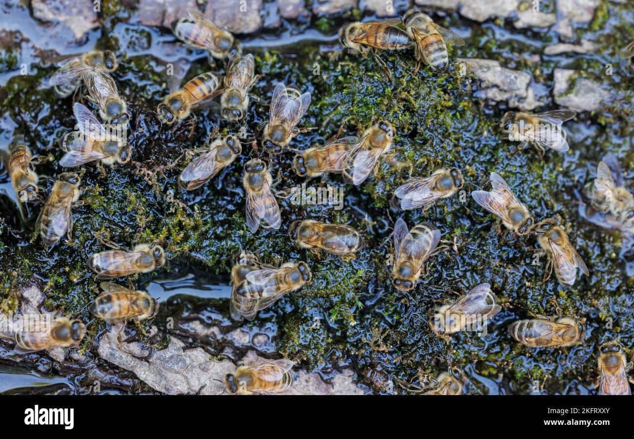 Honey bees (Apis mellifera), Germany, Europe Stock Photo - Alamy