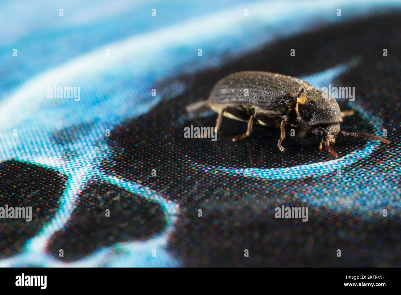 Woodboring beetle (Hadrobregmus pertinax), a common household pest ...