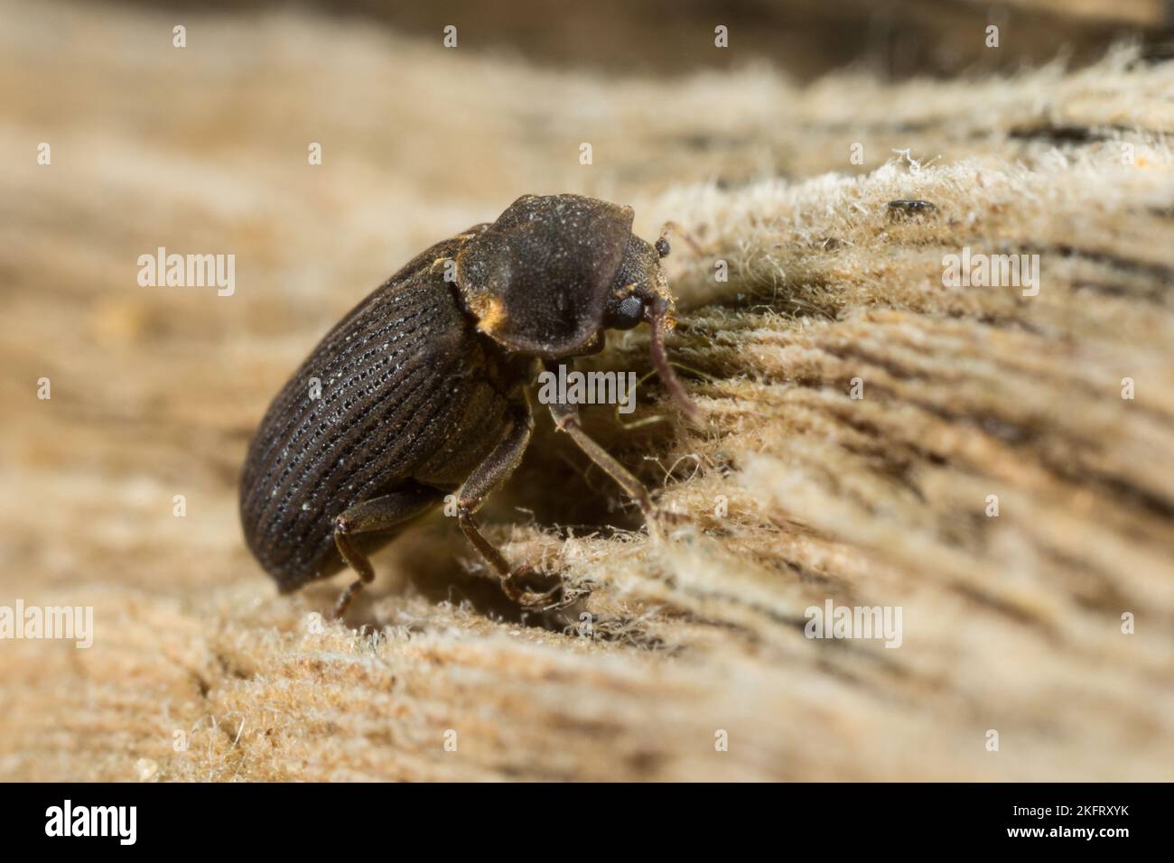 Woodboring beetle (Hadrobregmus pertinax), a common household pest ...