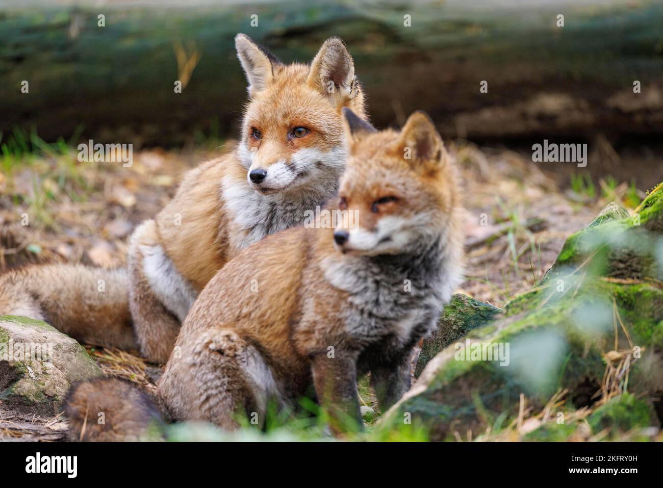 Red fox (Vulpes vulpes), Germany, Europe Stock Photo - Alamy