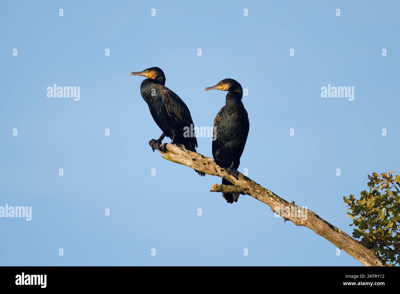 Great cormorant (Phalacrocorax carbo), Germany, Europe Stock Photo - Alamy