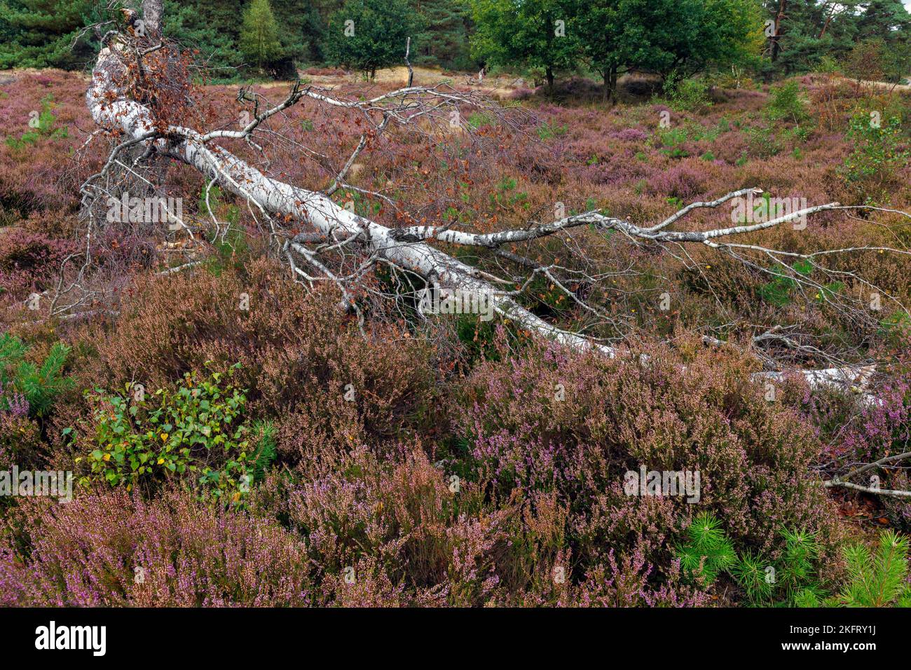 Heath blossom in the Hoge Veluwe National Park, Netherlands Stock Photo ...