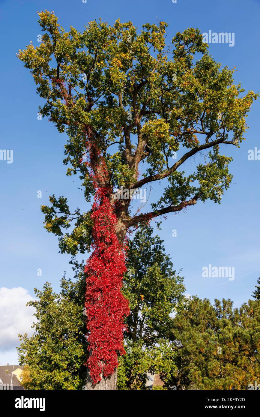 Wine tree hi-res stock photography and images - Alamy